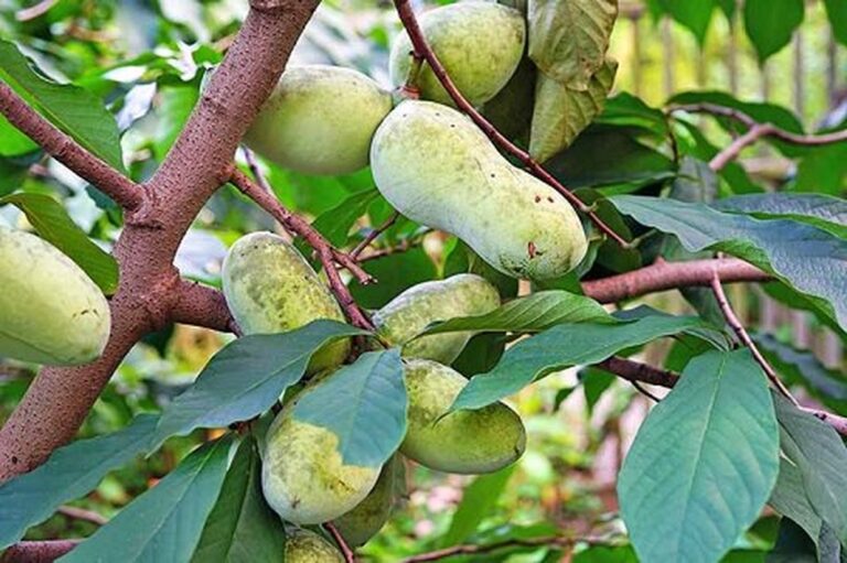 26 Delightful Cold Tolerant Fruit Trees For Your Garden