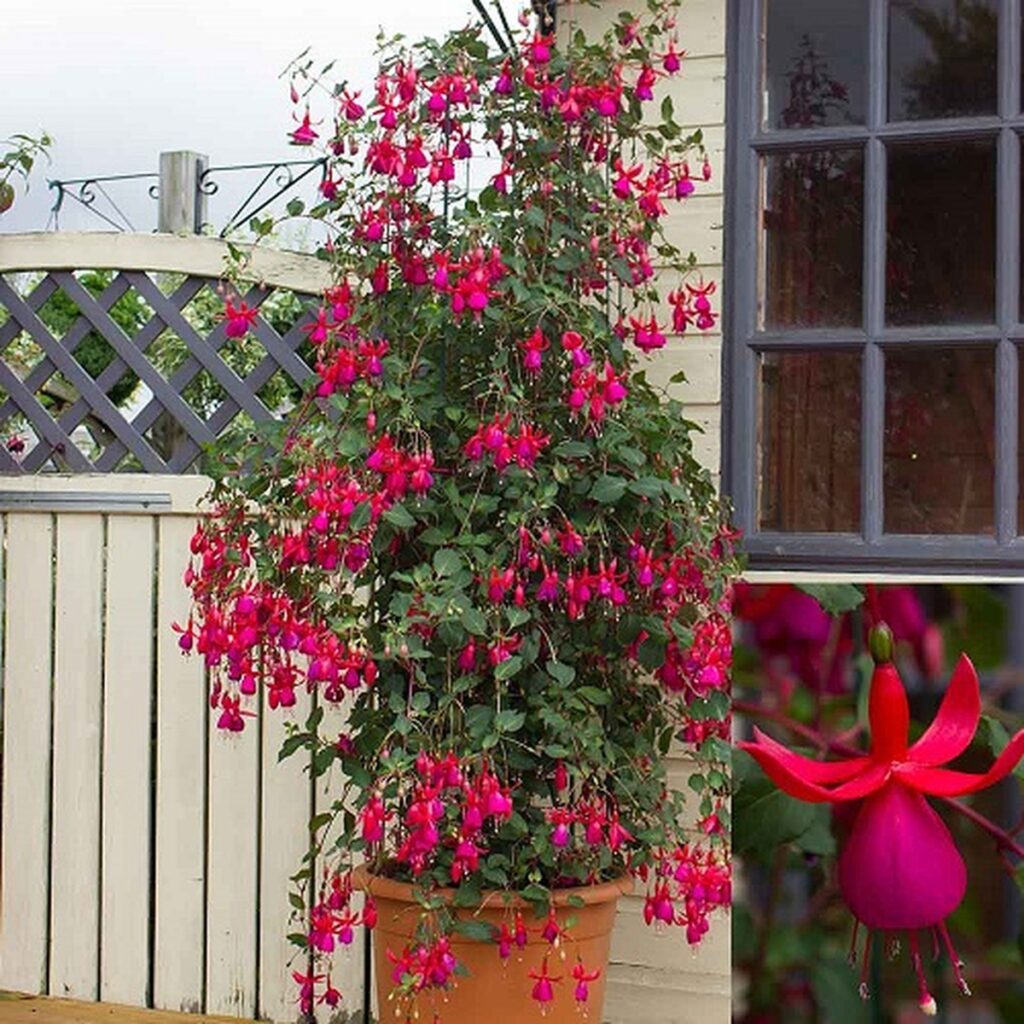 16 Gorgeous Fuchsia Variety Colors That Gardeners Adore