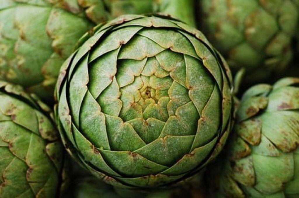 15 Incredible Artichoke Plant Varieties for Your Garden Journey