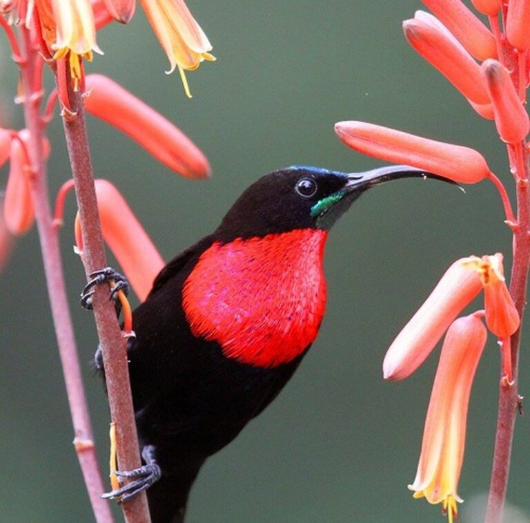 33 Stunning Birds with Red Chest That Brighten Any Garden