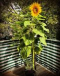 15 Stunning Giant Sunflower Varieties for Your Dream Garden