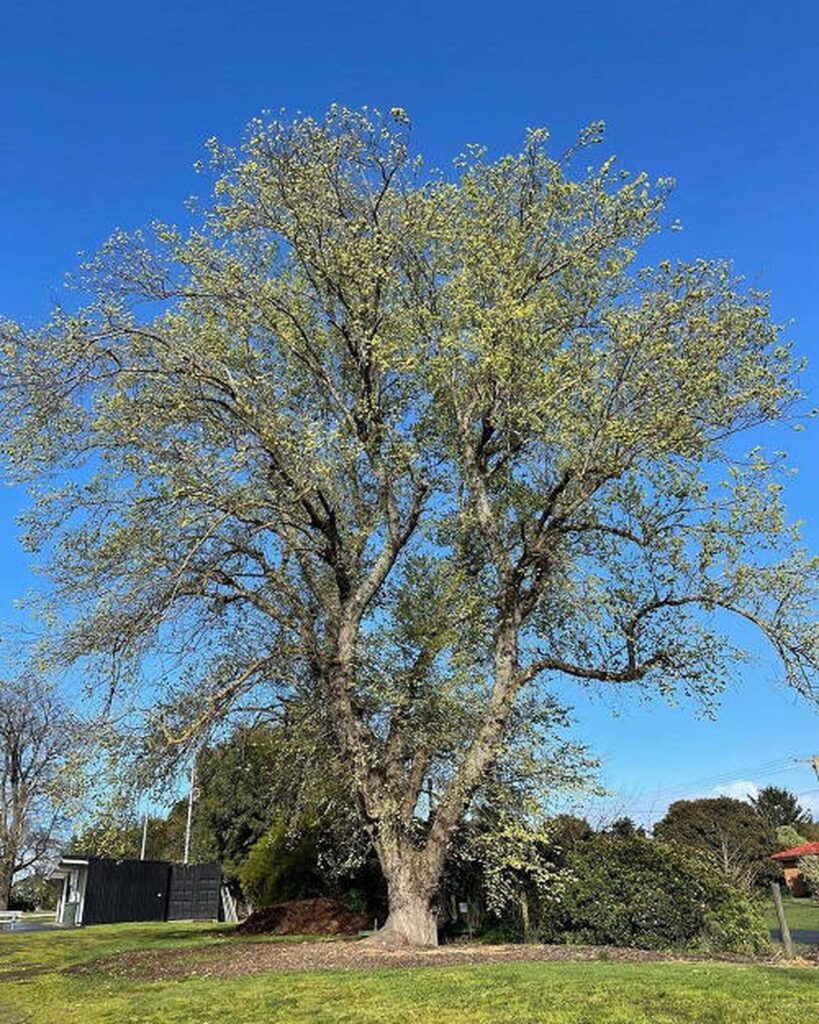 21 Beautiful Types of Elm Trees: Your Simple Identification Guide