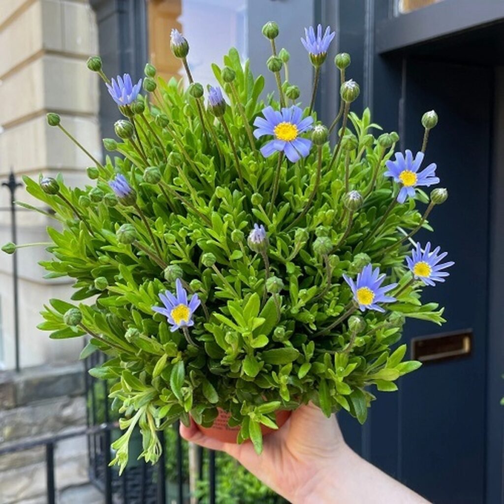 16 Stunning Dark Blue Flowers to Enchant Your Garden