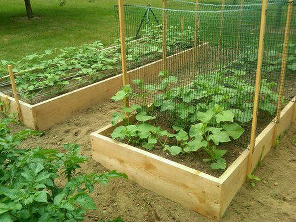 14 Charming DIY Zucchini Trellis Ideas for Your Garden