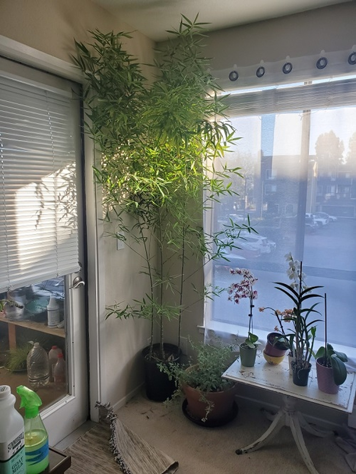 13 Gorgeous Indoor Trees Safe For Cats That Won't Harm Your Pet