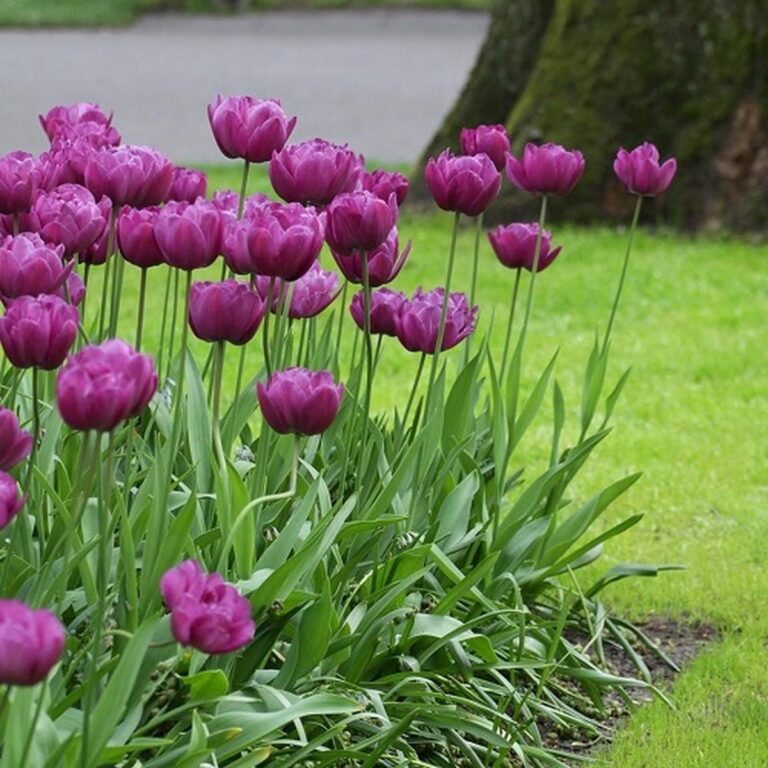 18 Stunning Purple Tulips to Beautify Your Garden
