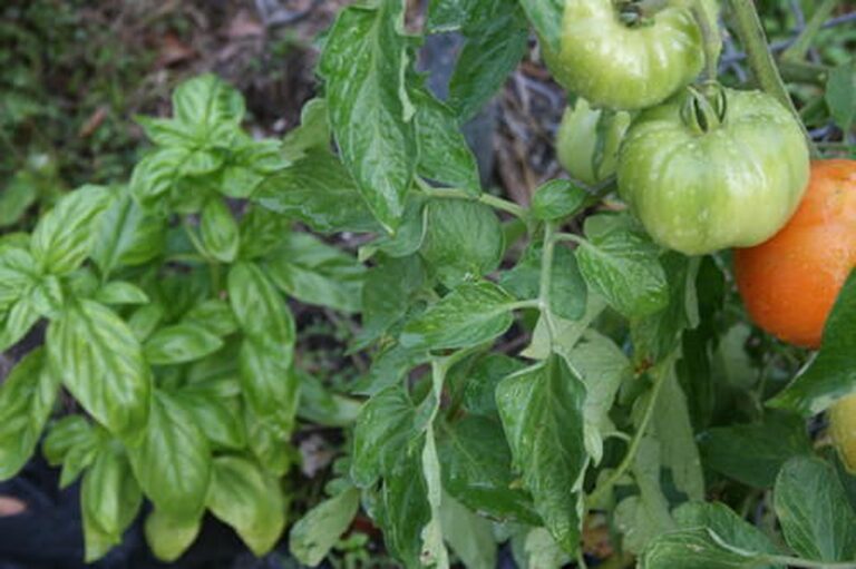 29 Amazing Plants to Grow With Tomatoes and 5 to Avoid