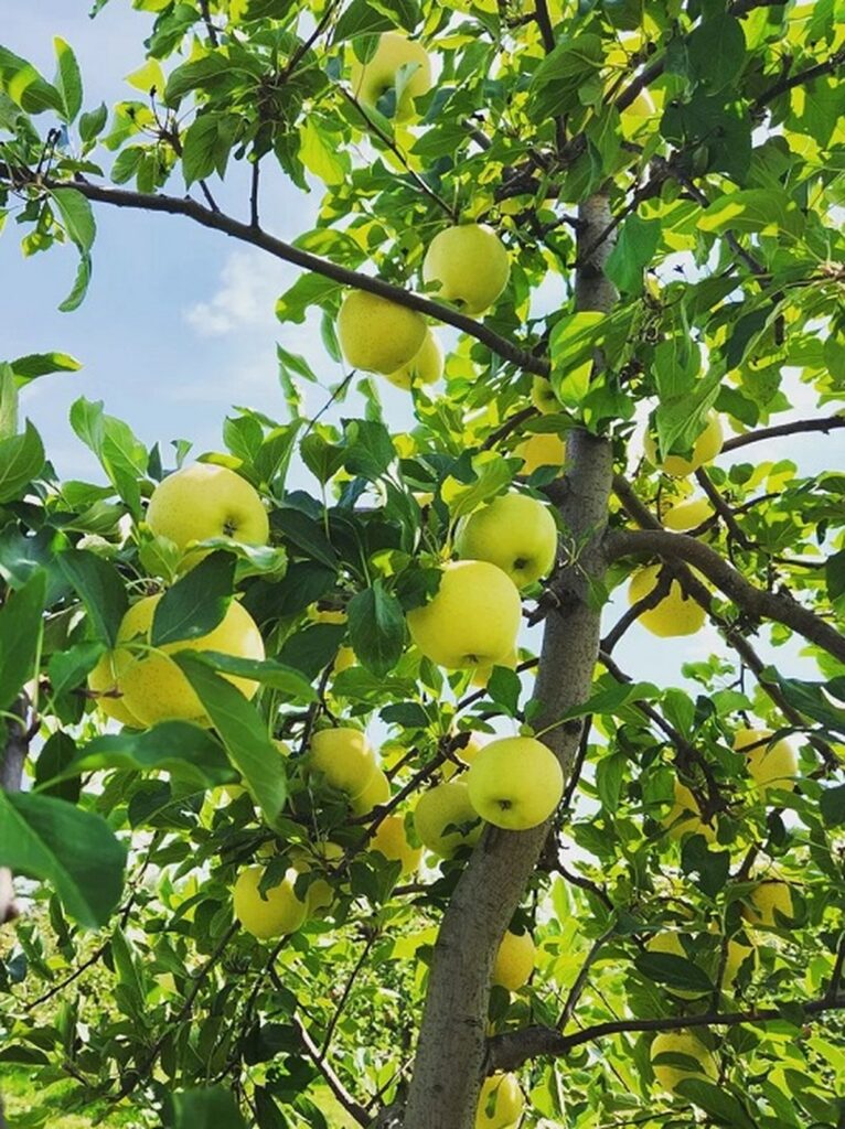 27 Delicious Yellow Apple Varieties Perfect For Your Garden