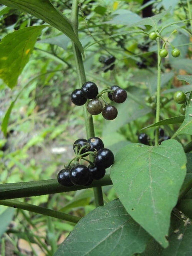11 Charming Berries That Look Like Blueberries to Discover