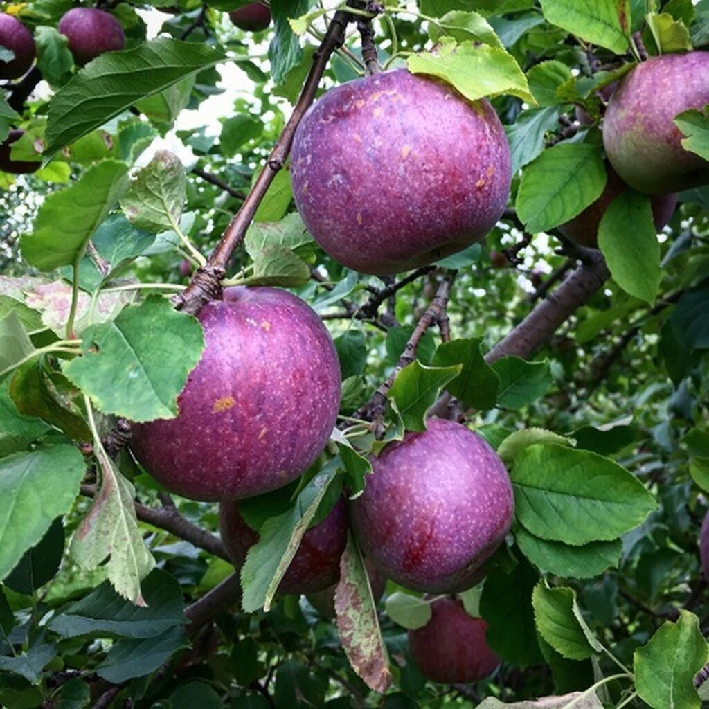 6 Ideal Blue Apple Varieties to Grow in Your Garden