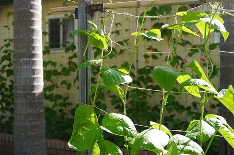 26 Simple and Creative DIY Bean Trellis Ideas for Your Garden