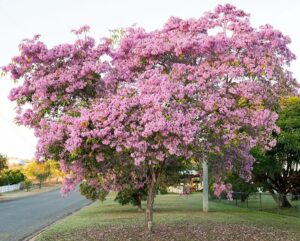 14 Ideal Pink Flowering Trees in Florida to Explore