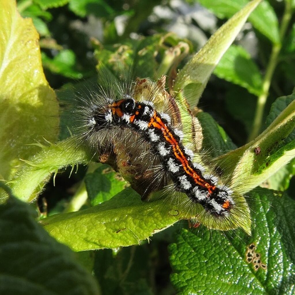 32 Fascinating Orange and Black Caterpillars We Often Spot