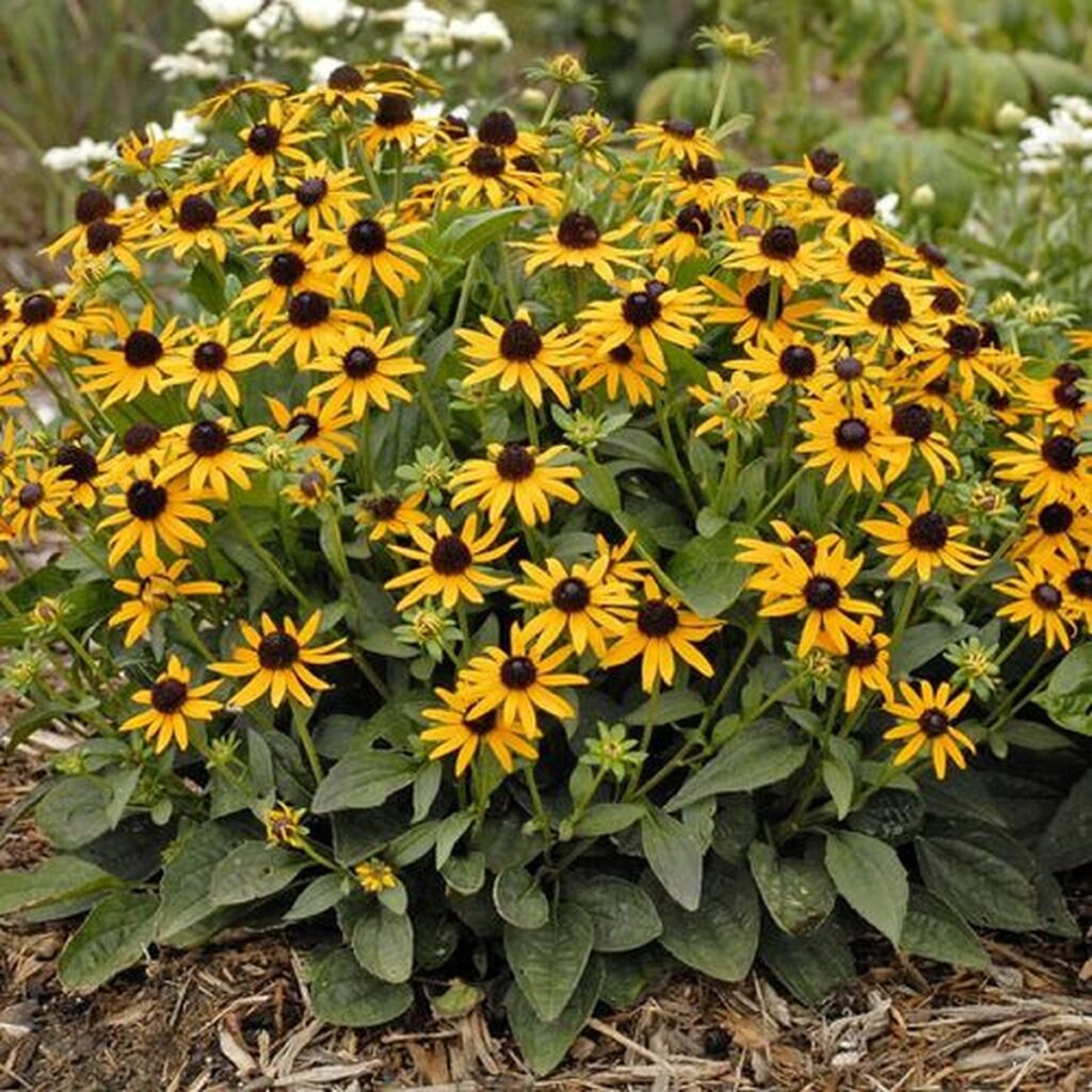 48 Stunning Maryland Native Plants List for Your Garden Dream