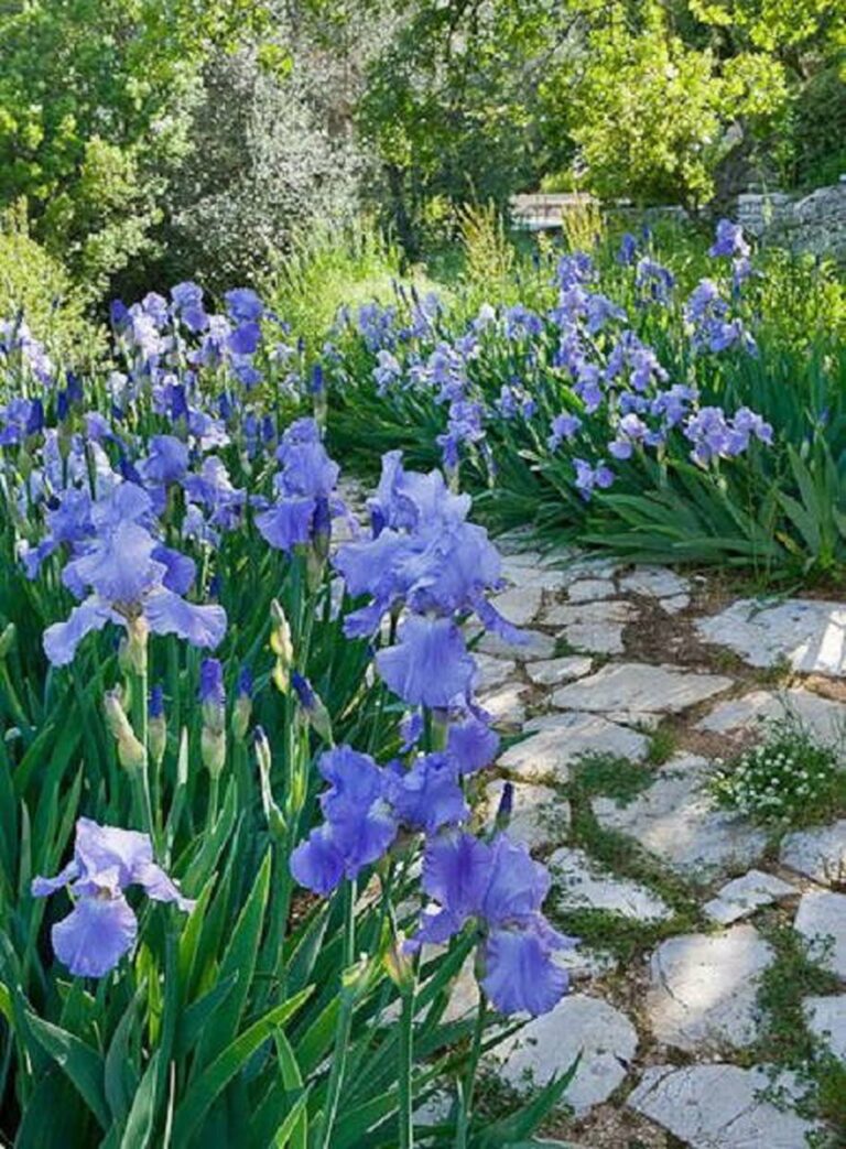 24 Stunning Iris Arrangement Ideas That Brighten Any Space