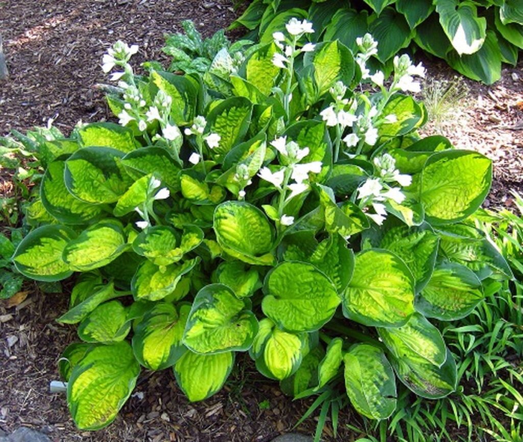 25 Stunning Purple Hostas To Brighten Your Garden Space