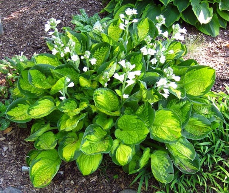 25 Stunning Purple Hostas To Brighten Your Garden Space