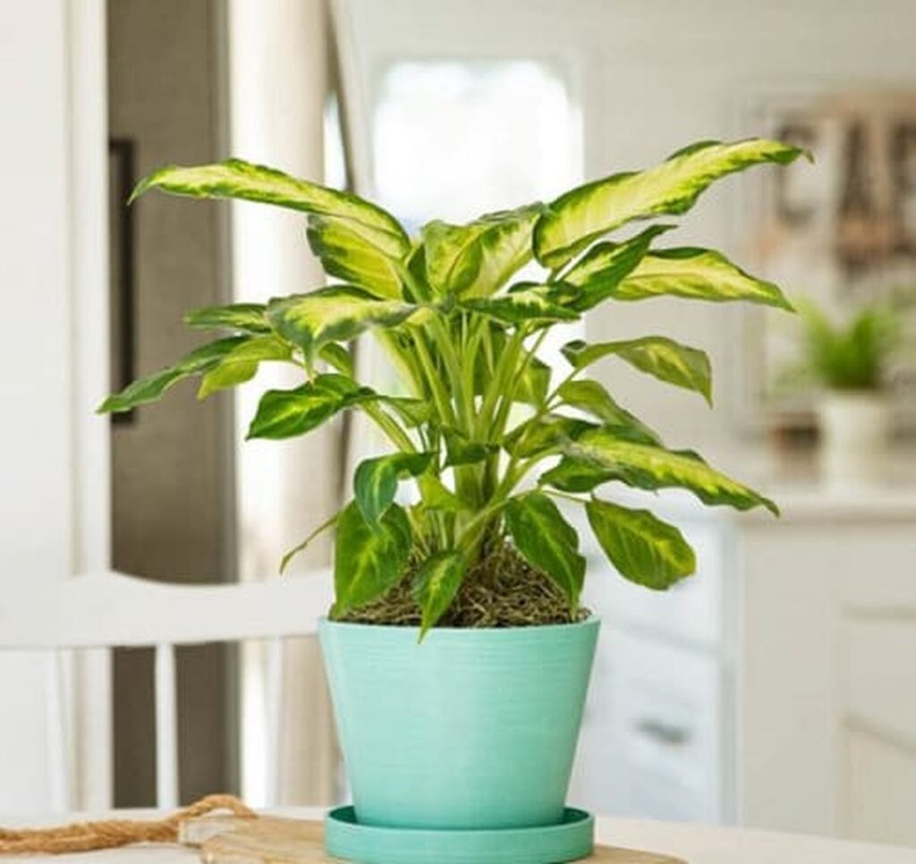 20 Refreshing Indoor Plants That Increase Humidity & Reduce Dry Air