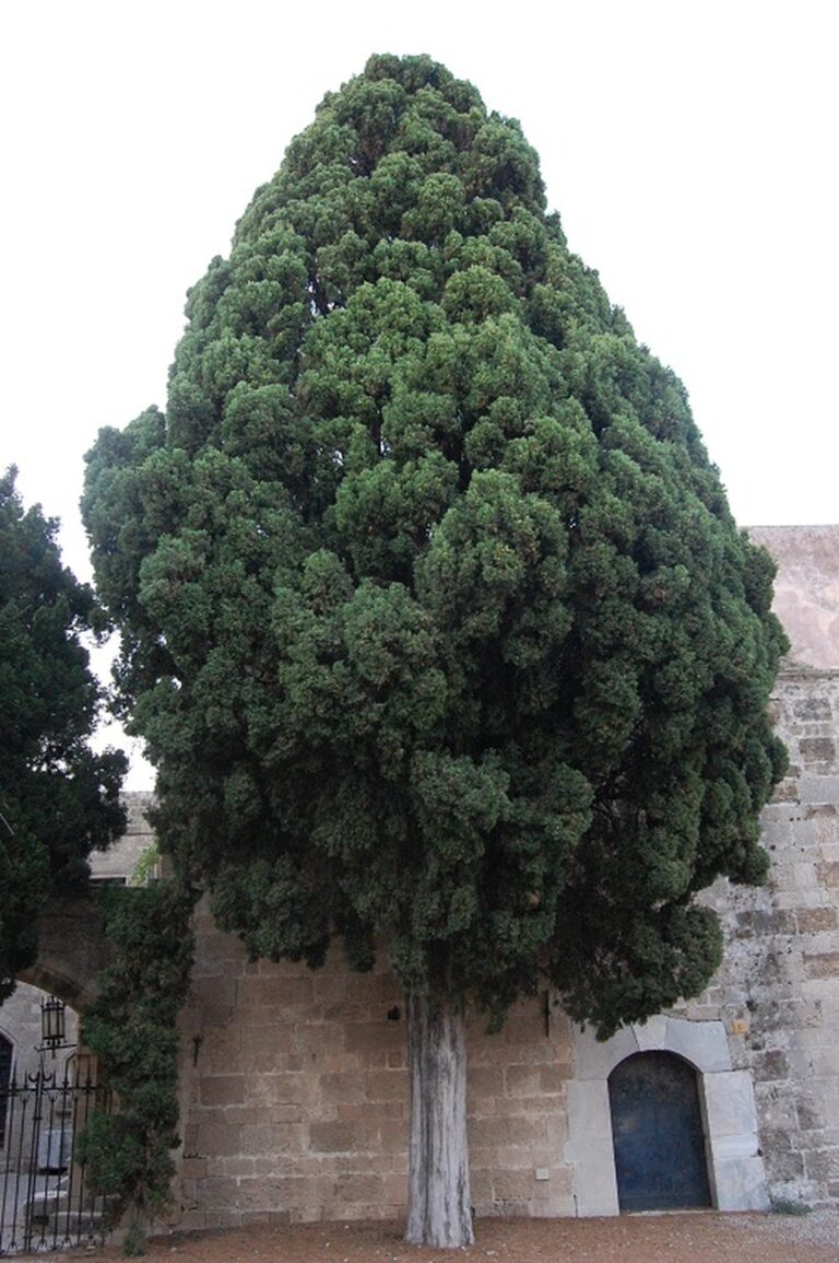 28 Stunning Tall Skinny Trees for Your Perfect Garden Oasis