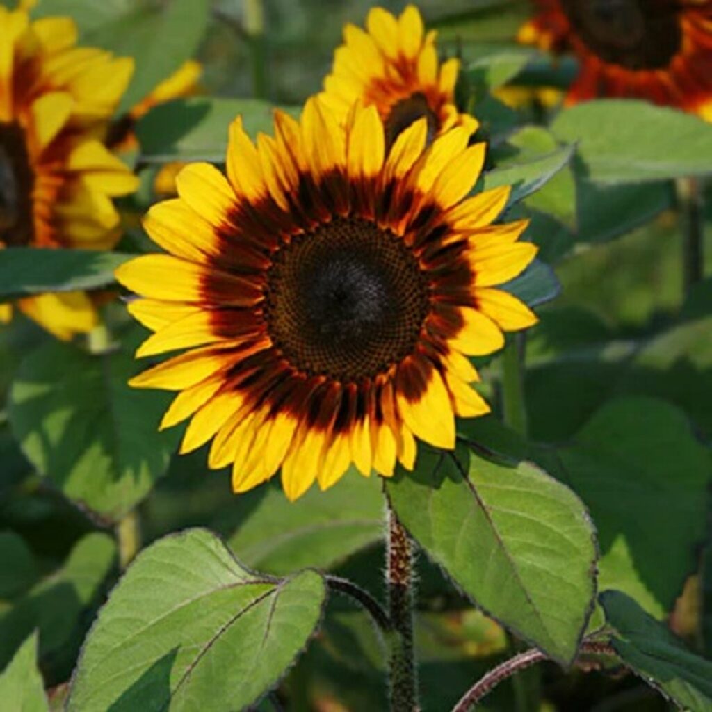 31 Stunning Sunflower Colors That Will Brighten Your Garden