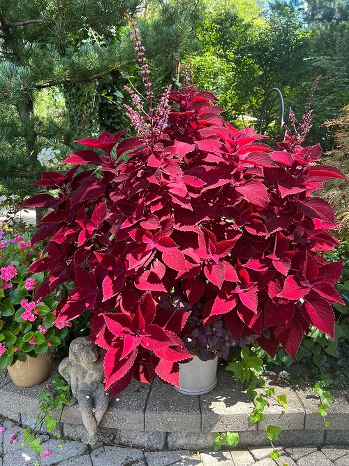 5 Amazing Reasons Why Cut Your Coleus for Healthier Growth