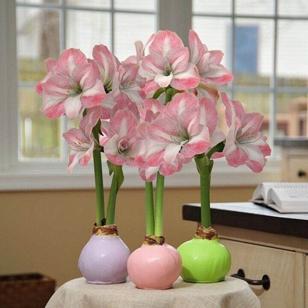 25 Gorgeous Amaryllis Colors and Varieties to Brighten Your Home