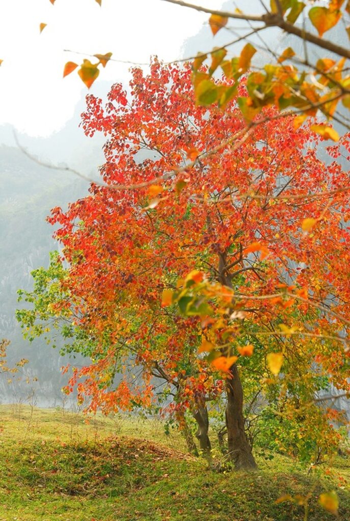 40 Enchanting Trees that Start With T to Explore