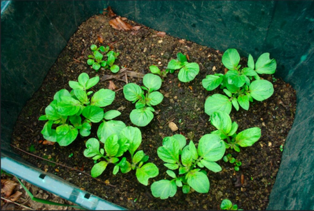 12 Clever DIY Potato Pots for Easy, Dig-Free Growing