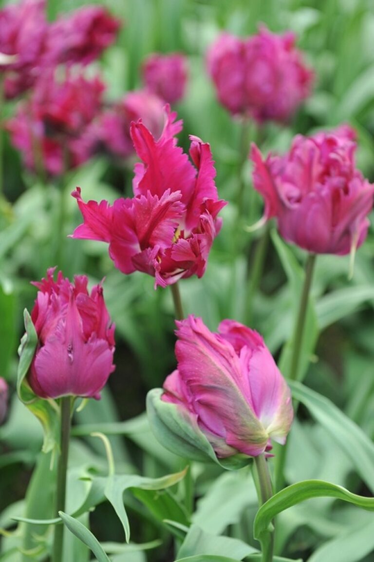 18 Stunning Purple Tulips to Beautify Your Garden
