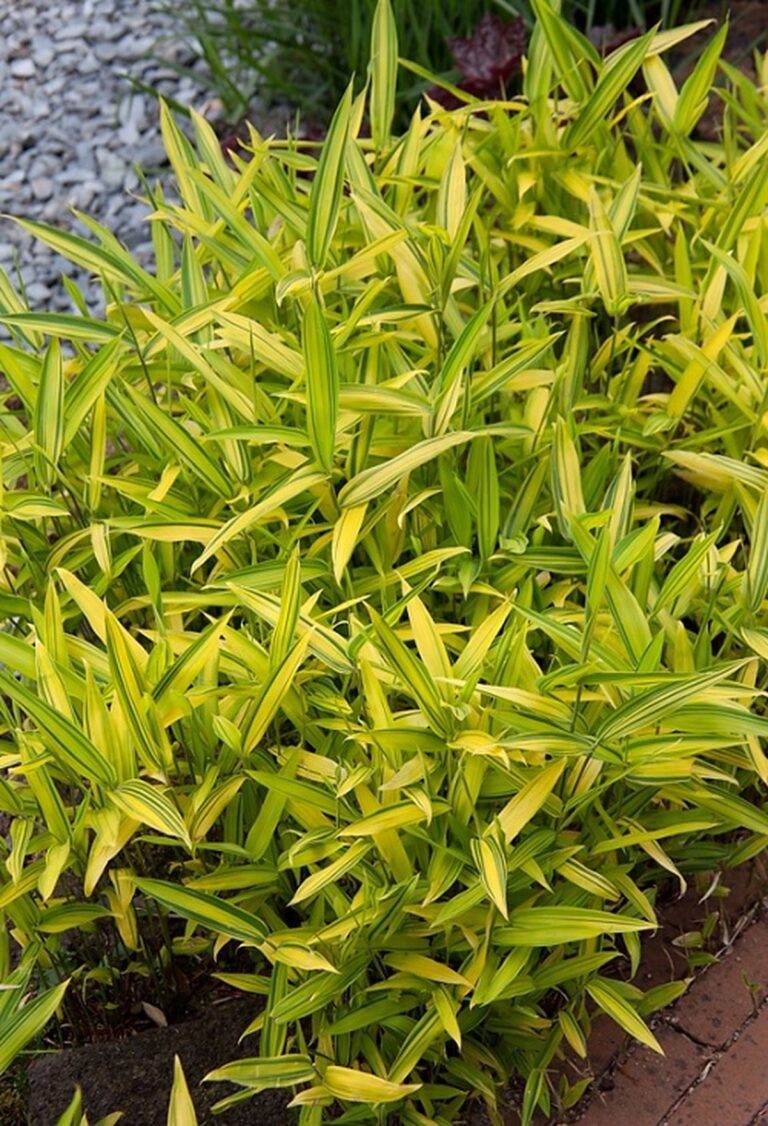 24 Beautiful Bamboo Types for Container and Garden Growing