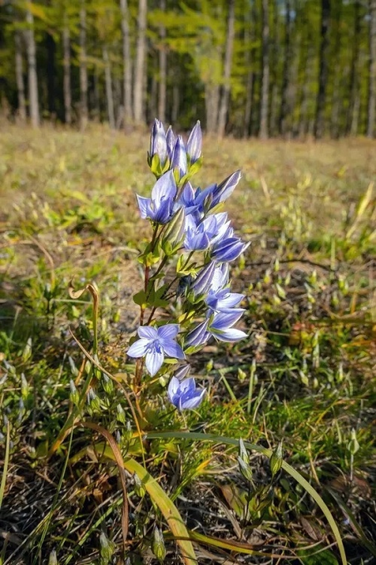 14 Beautiful Flowers That Look Like Stars - Star Shaped Wonders