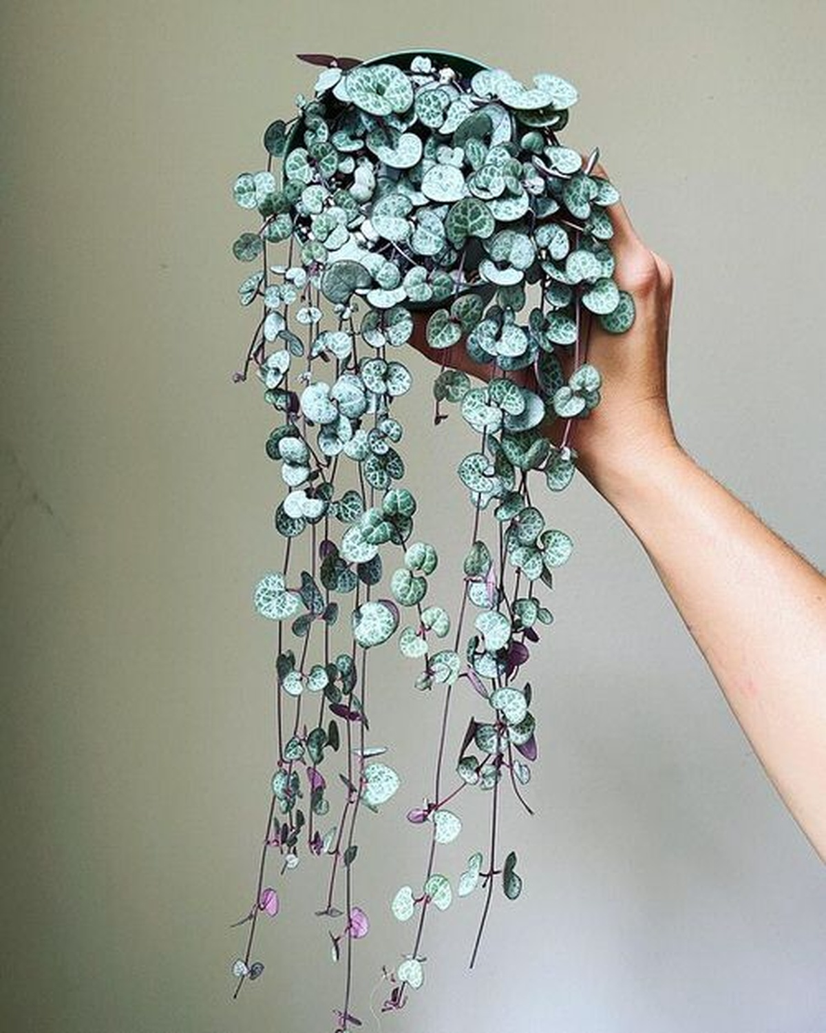 8 Stunning Types of String of Hearts Varieties to Adore