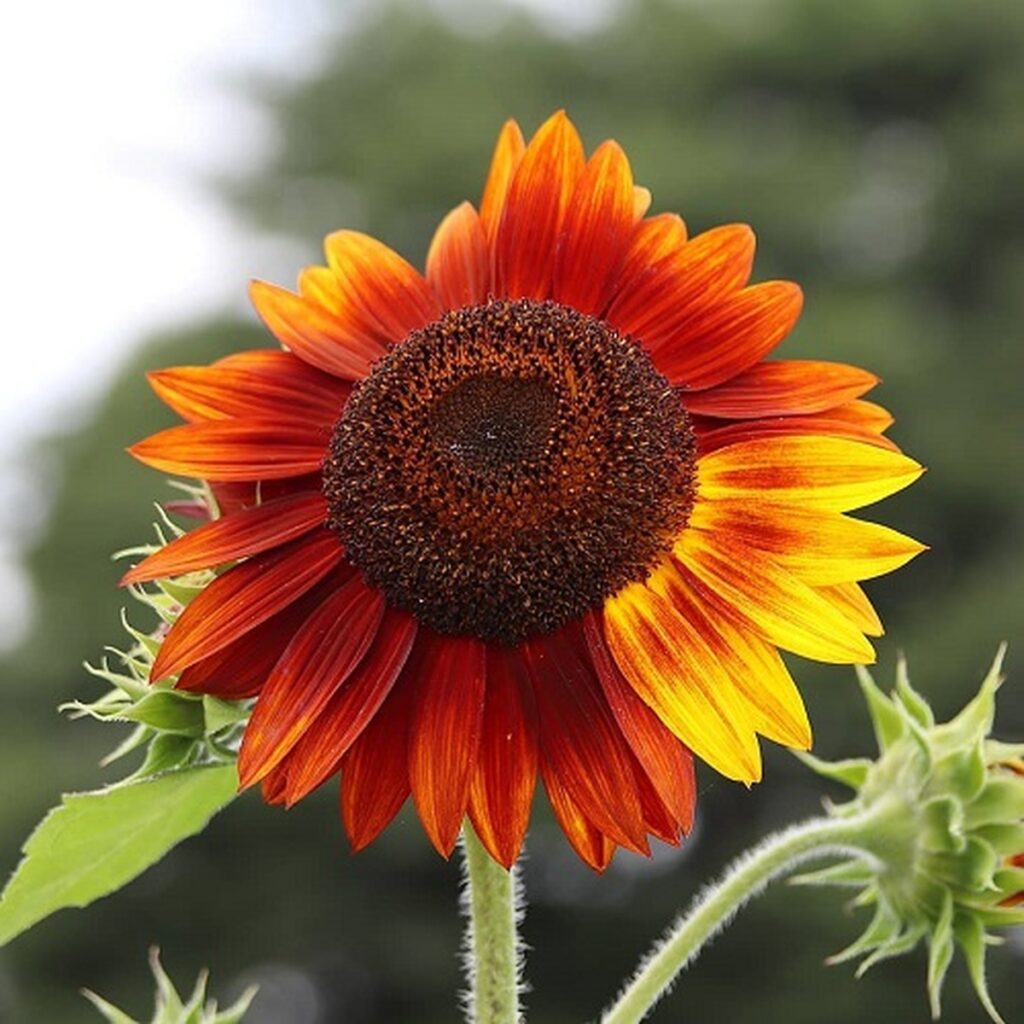 31 Stunning Sunflower Colors That Will Brighten Your Garden