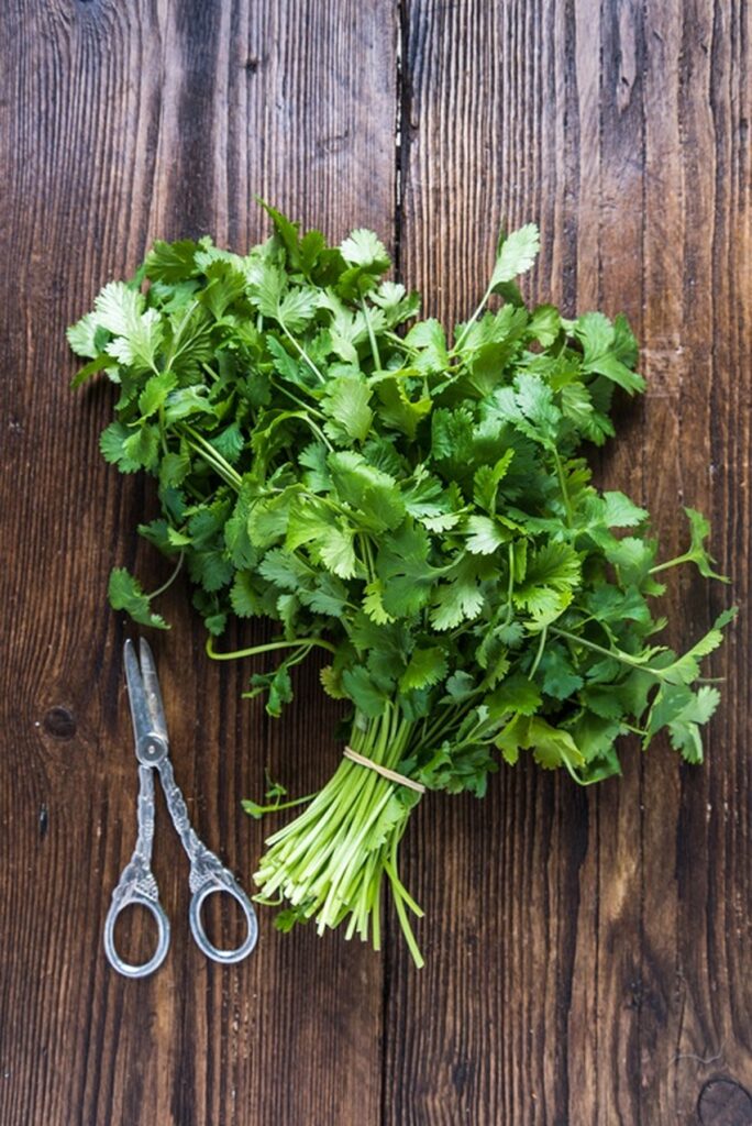 23 Delicious Types of Cilantro and Coriander to Try Today