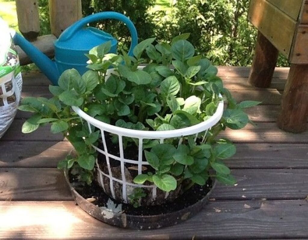 12 Clever DIY Potato Pots for Easy, Dig-Free Growing