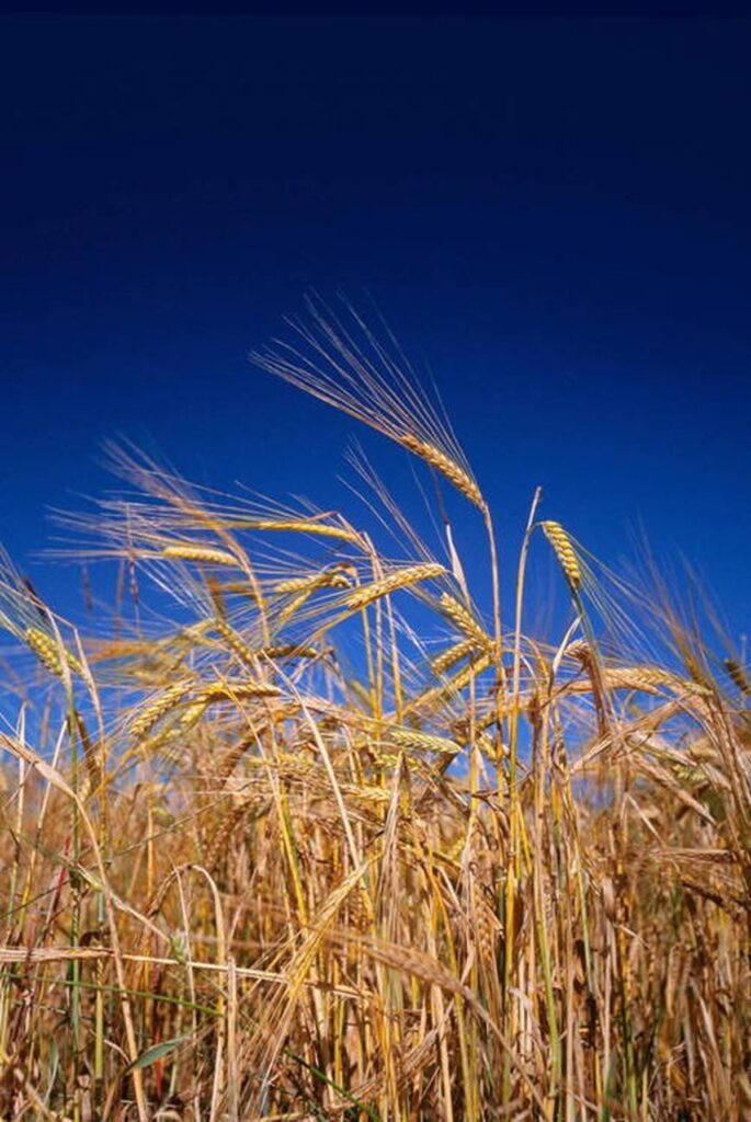 18 Common Weeds That Look Like Wheat—Can You Spot Them?