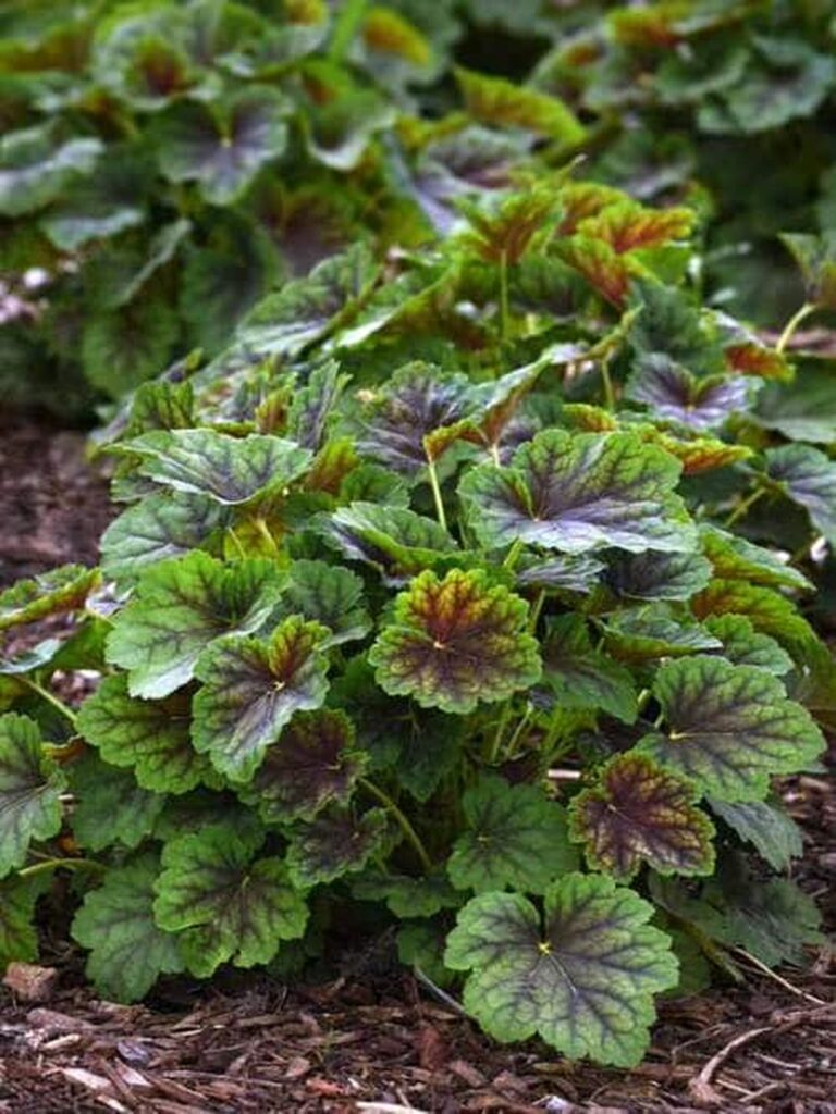 31 Stunning Heuchera Varieties for Your Dream Garden