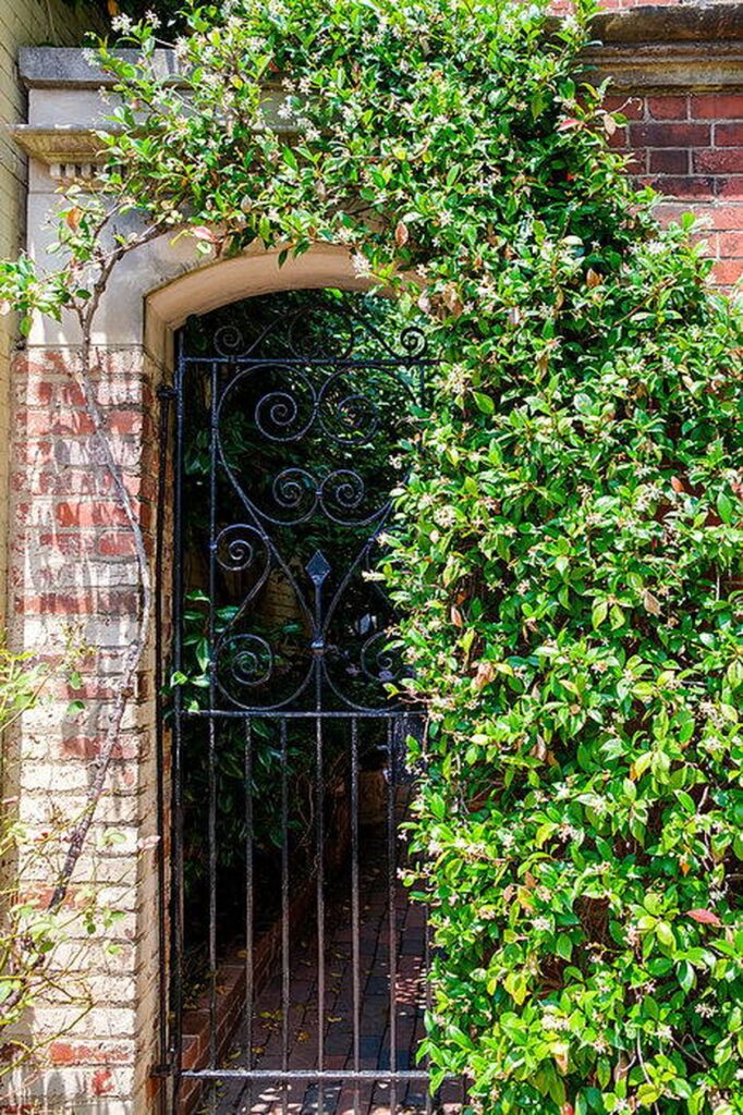 40 Charming Ways to Display Vines Both Indoors and Outdoors