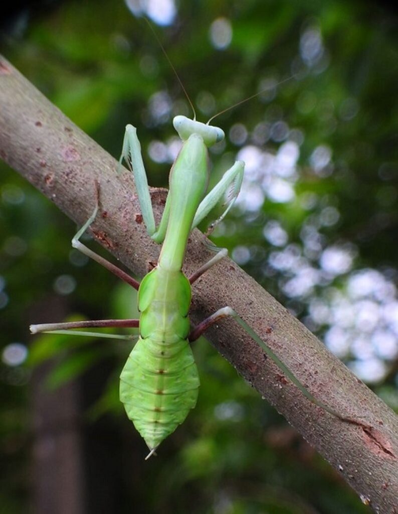 18 Fascinating Types of Praying Mantis Found in Gardens