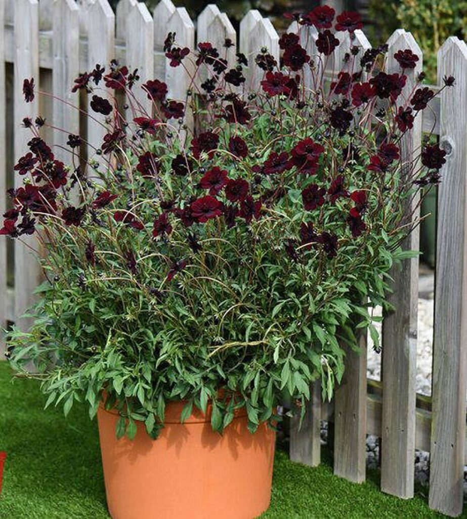 21 Gorgeous Brown Flowers to Brighten Your Garden Today