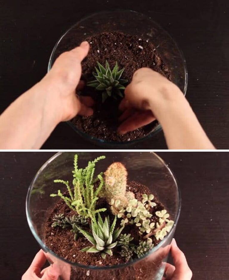 7 Simple Steps to Make a Totally Adorable DIY Desert Terrarium