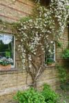 10 Amazing Clinging Vines That Climb on Anything Naturally