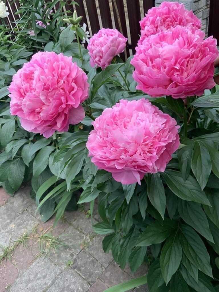55 Gorgeous Pink Peony Varieties That Bloom Beautifully