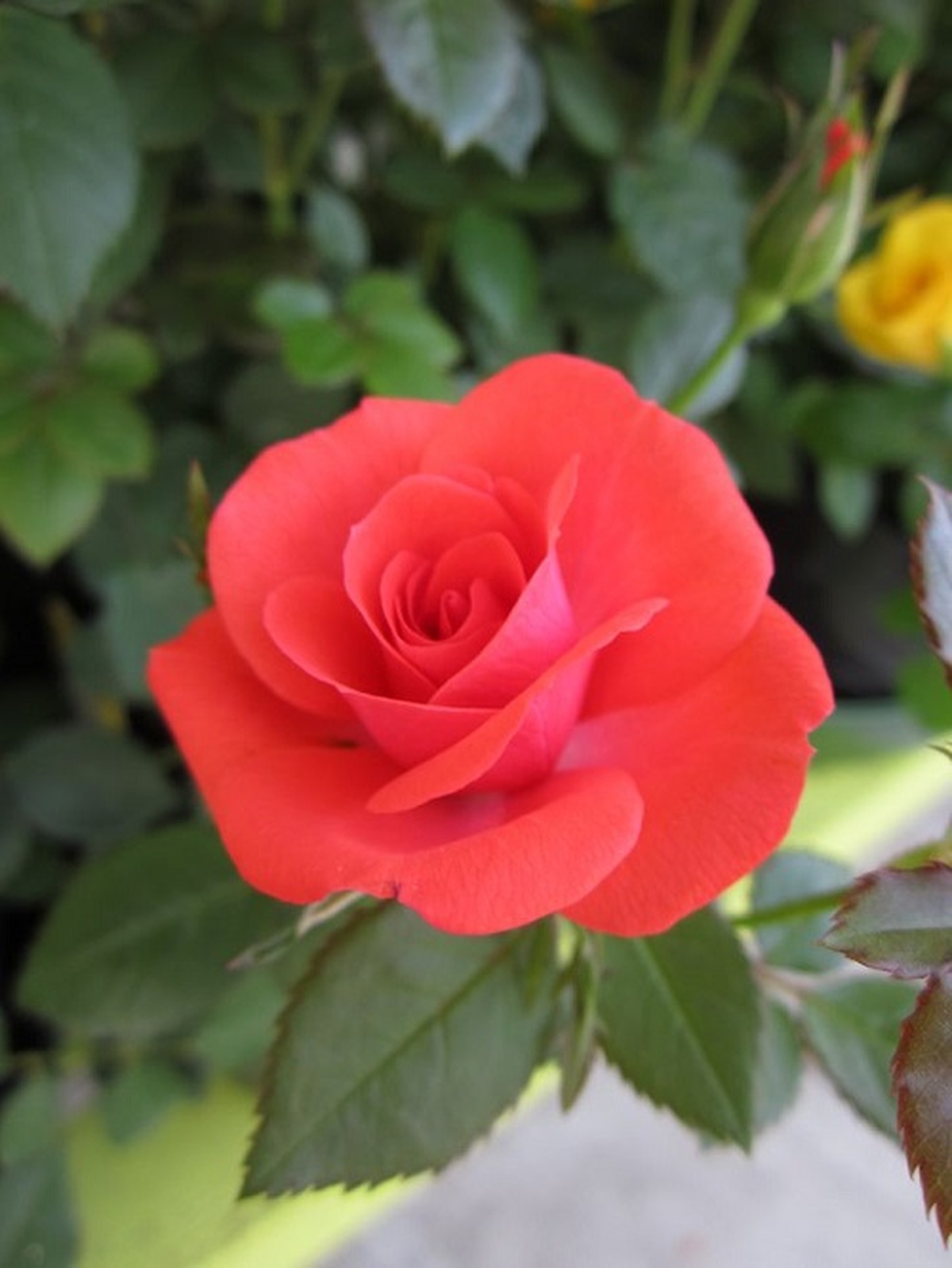 12 Adorable Smallest Rose Varieties for Containers to Know