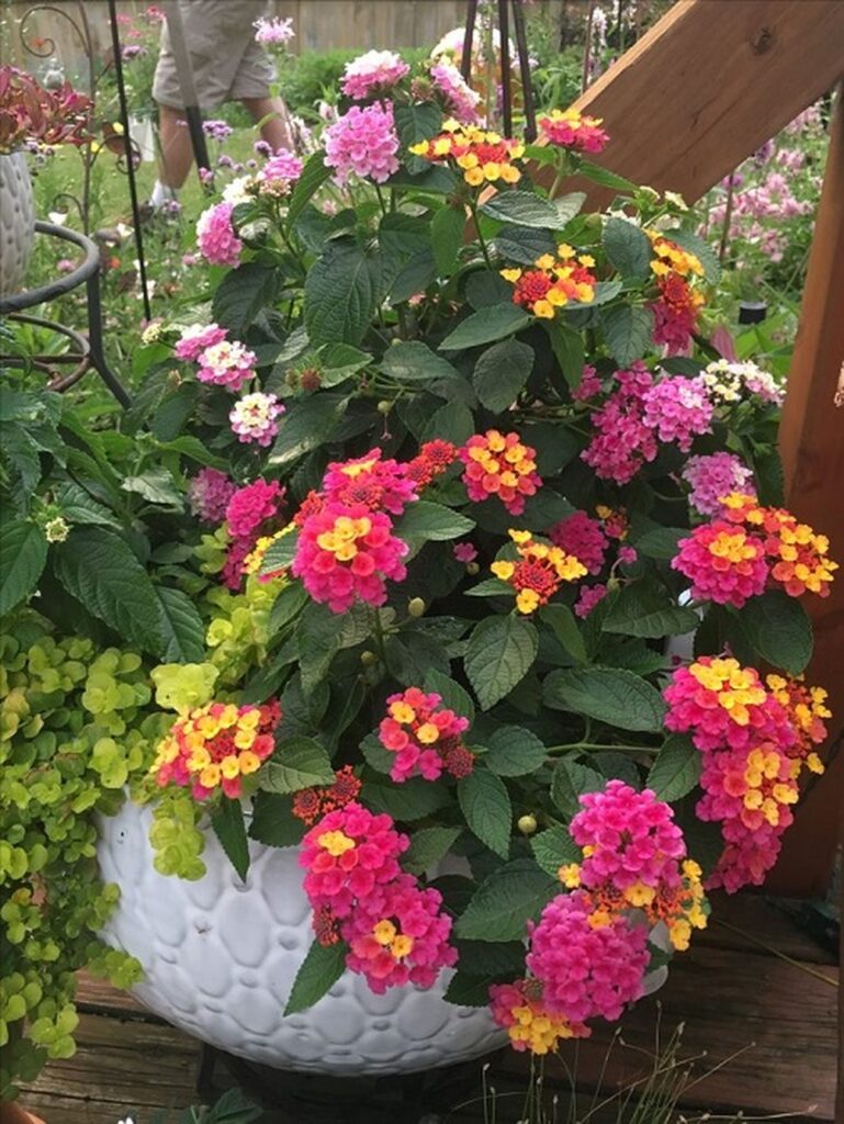 7 Gorgeous Lantanas for Hanging Baskets That Wow Every Time
