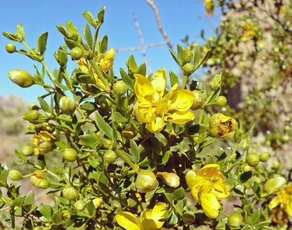 90 Amazing Desert Plants That Thrive in Dry Heat