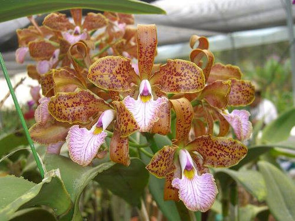 21 Gorgeous Brown Flowers to Brighten Your Garden Today