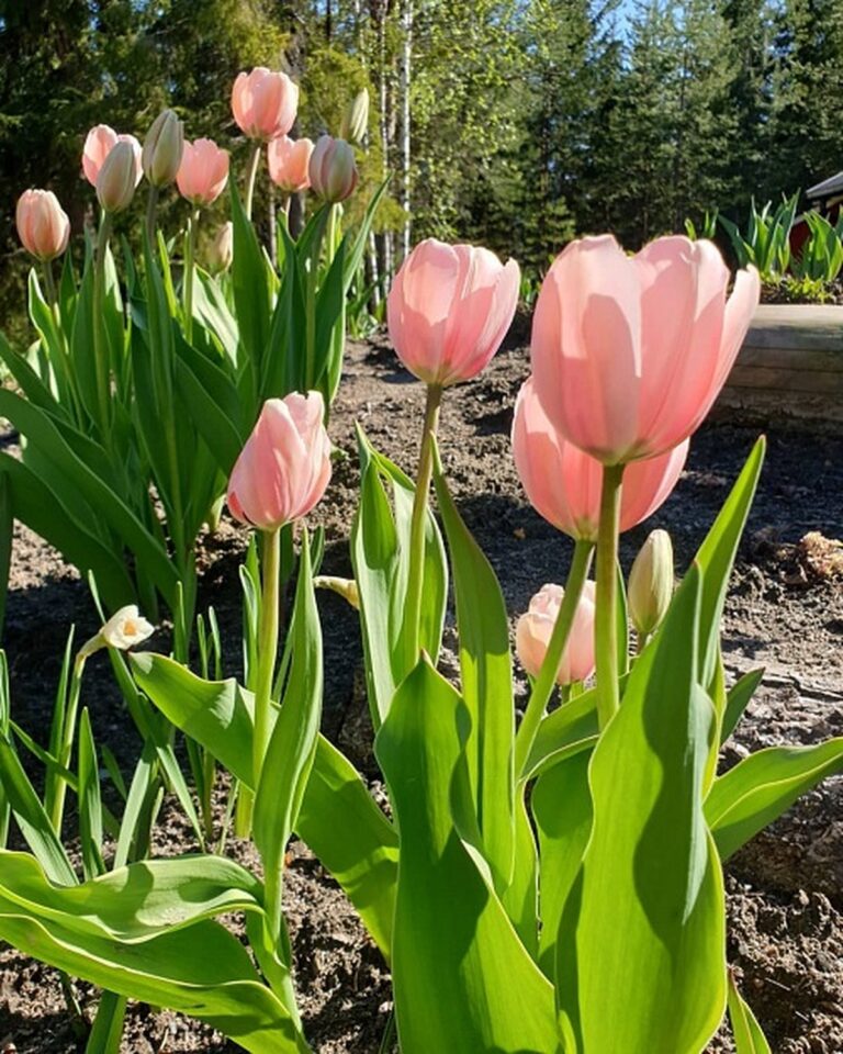 27 Beautiful Pink Tulip Types with Meanings