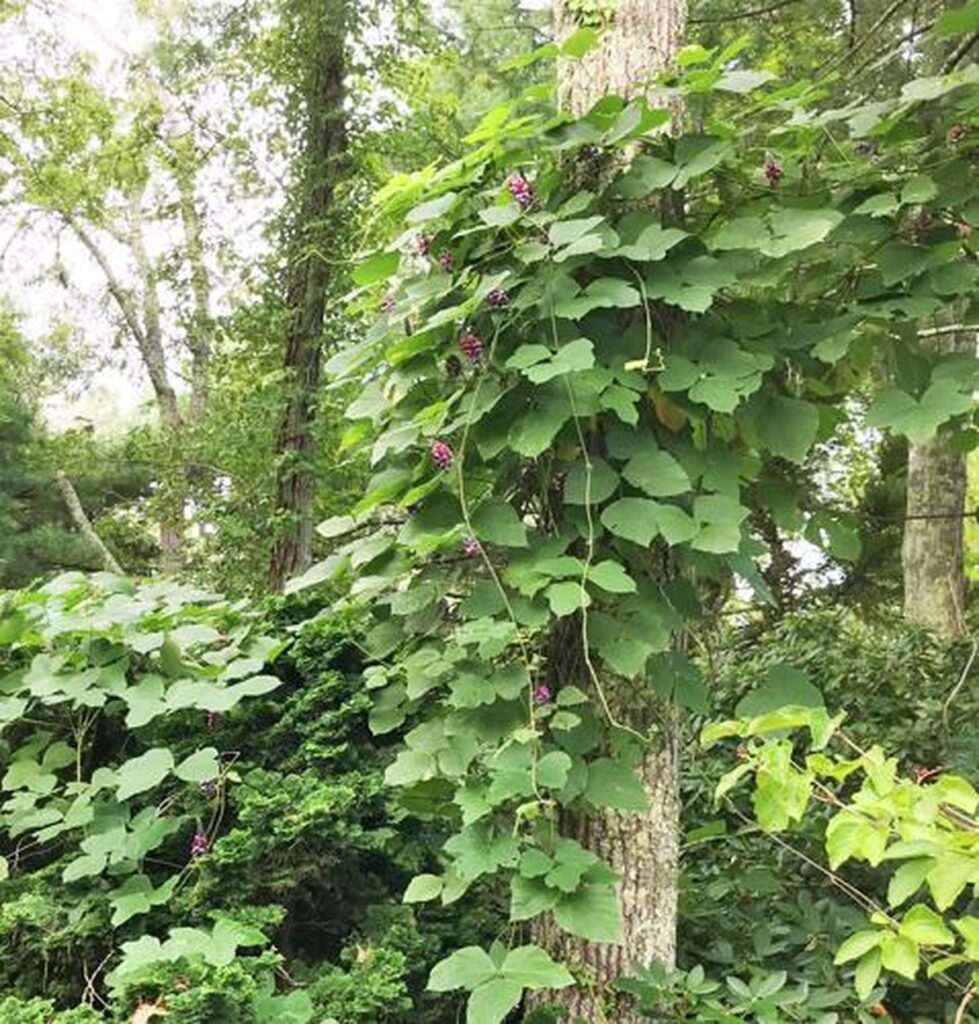 16 Vines That Can Grow on Trees: Find Your Perfect Match