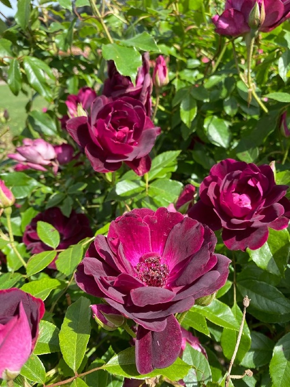 12 Beautiful Burgundy Flowers That Add Rich Charm To Gardens